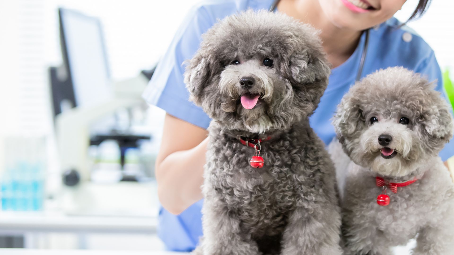 Veterinary Events And Continuing Education | ACES