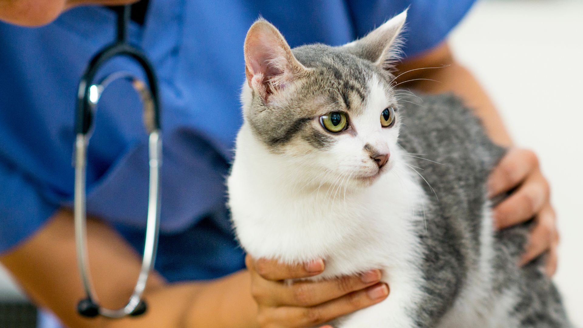 Diagnostic Imaging PACS | Animal Center For Emergency And Specialty