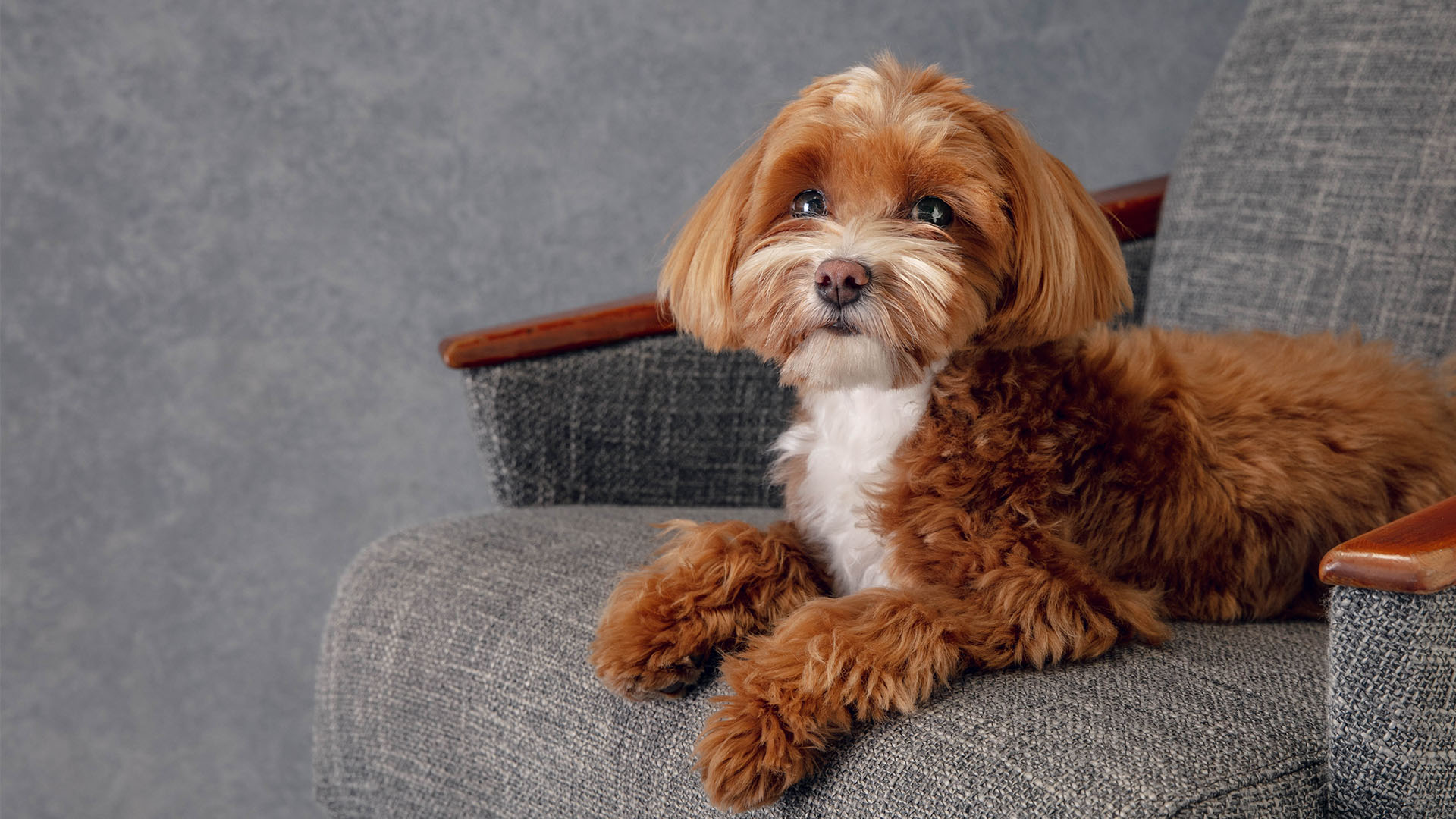 CPR Authorization Form | Animal Center For Emergency And Specialty