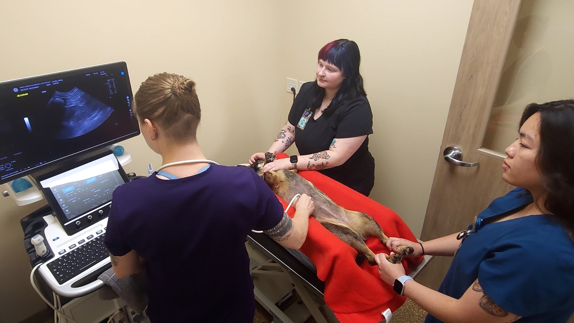Diagnostic Imaging PACS | Animal Center For Emergency And Specialty